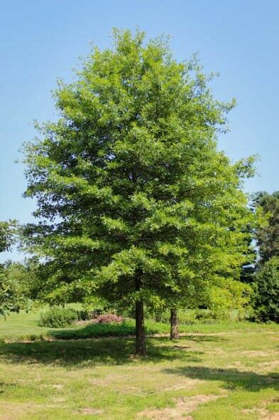 Quercus Palustris Fall