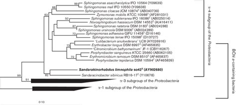 Maximum Likelihood Phylogenetic Tree Calculated From 16s Rrna Gene