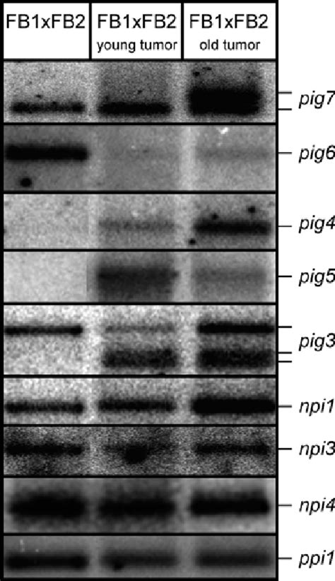 Expression Profiles Of Genes Residing In The P Locus Northern Analysis