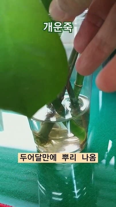 개운죽 수경재배 점심에 나갔다 돌아오는길에 버려진 화분에서 발견두어달 걸려 뿌리 나옴 Youtube