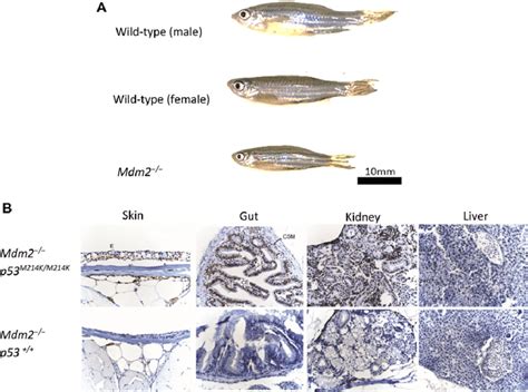 Mdm2 Knockout In P53 Morphant Zebrafish Is Not Embryonic Lethal If Tp53