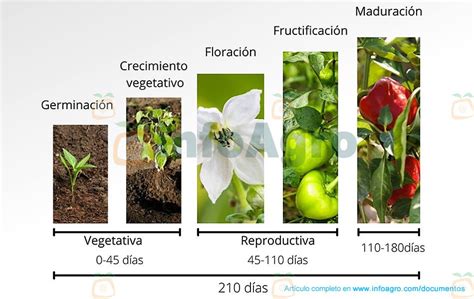Foto Fig1 Etapas Fenológicas Del Pimiento Con Un Ciclo De Cultivo Anual