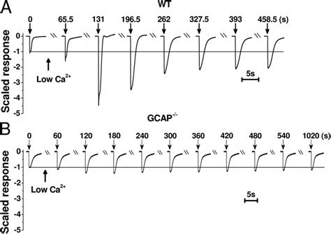 Low Ca²⁺ Exposure Affects The Photoresponse Amplitudes Dramatically In Download Scientific