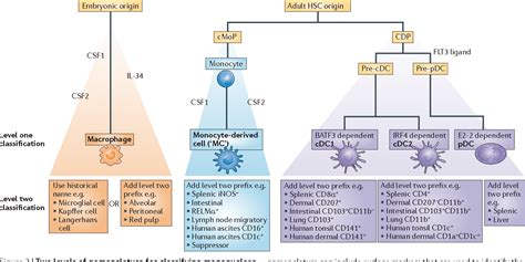 Reticuloendothelial System Semantic Scholar