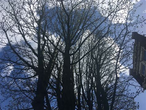 Trees In Spring Ellen S Blog