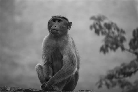 Hidden Gems Of Southern India Sathyamangalam Wildlife Sanctuary 2024