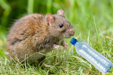 Astuce de génie pour chasser les rats de chez vous avec 1 bouteille