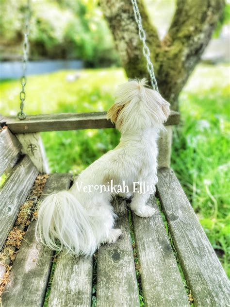 Annabelle : r/Shihtzu