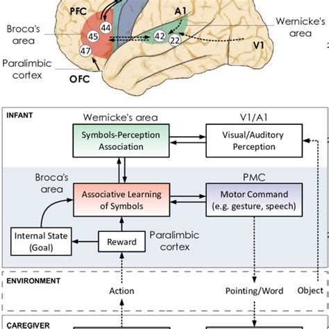 A Brain Areas Related To Language Ofc Orbitofrontal Cortex Pfc Download Scientific Diagram