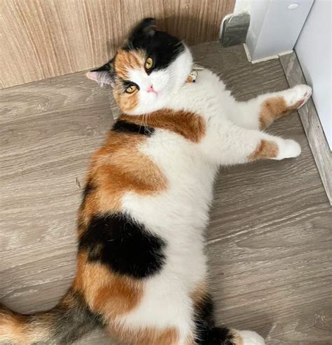 ทำความรู้จัก “calico Cat” แมวสามสีให้โชค