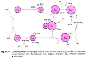 Nitrogen Fixation Definition Importance Processes Biology Notes