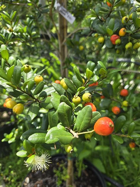 Fakahatchee Grass — Florida Native Plants Nursery And Landscaping