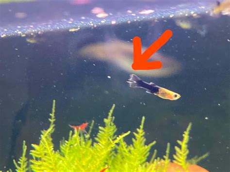 The Tail Of This Young Is Splitted Is It An Issue Raquariums