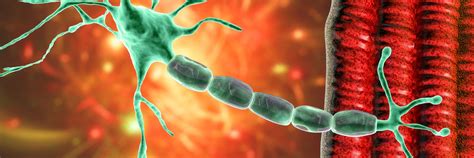 Neuromuscular Blockade Strategies And Their Effects On Mortality And