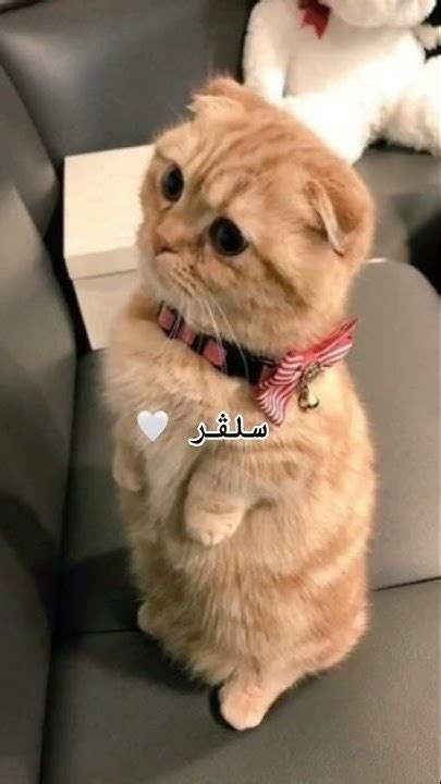 افضل اسماء قطط ذكور Youtube