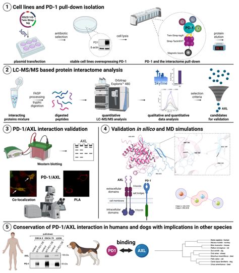 Interactome Analysis Service Mtoz Biolabs