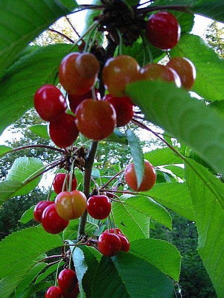 The Grow Report Cherry Trees Tall Clover Farm