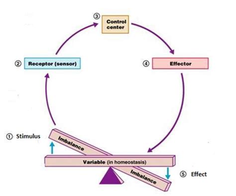 Human Homeostasis Diagram 101 And 102 Homeostasis And The Structure