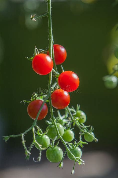 Fresh Tomatoes Growing In Greenhouse Stock Image Image Of