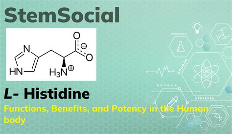 L Histidine Functions Benefits And Potency In The Human Body