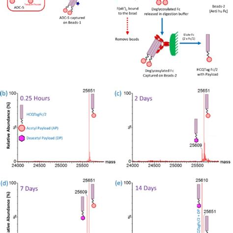 In Vivo Biotransformation Analysis Of Adc Human Mab With Hc