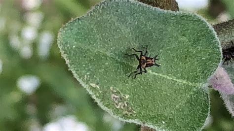 A Group Of Aphid Like Spiky Bugs Black And Tan They Create Honeydew On