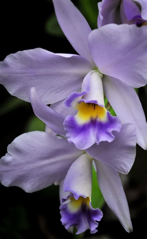 28 Mejores Imágenes De Cataleya En Pinterest Flores Orquídeas Y