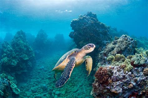 Dry Tortugas National Park Artist In Residence Program — National Park