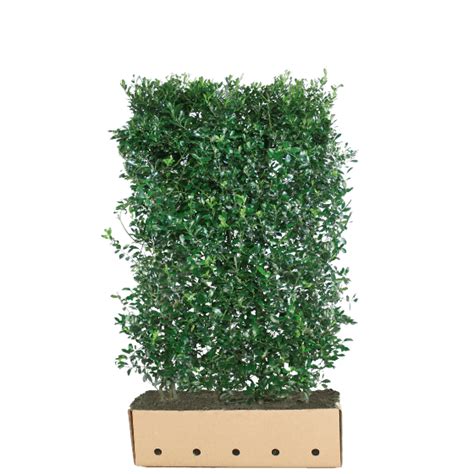 Agrifoglio Heckenpracht Siepe Pronta 150 Cm Siepe Pronta