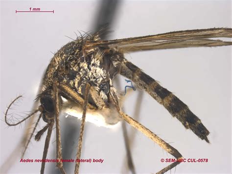 Aedes Mercurator