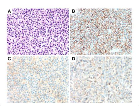FIGURE E Immunohitsochemical IHC Analysis Of The Morphology Of Left