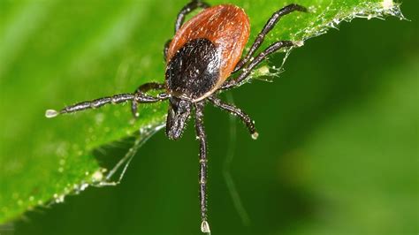 Tick Season Has Arrived Try This Trick To Safely Remove A Tick Without