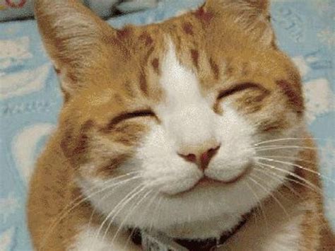 Por Qué Los Gatos Mueven El Platito De Agua Antes De Beber El