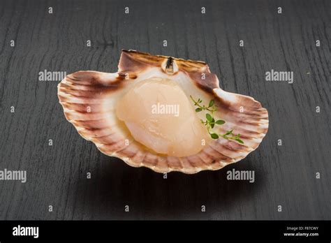 Raw Scallops In The Shell Stock Photo Alamy
