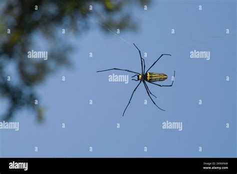 Giant Wood Spider Nephila Maculata Pench National Park Madhya