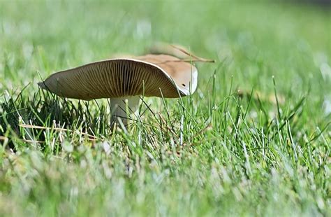 Mushroom Toadstool Fungi Free Photo On Pixabay Pixabay