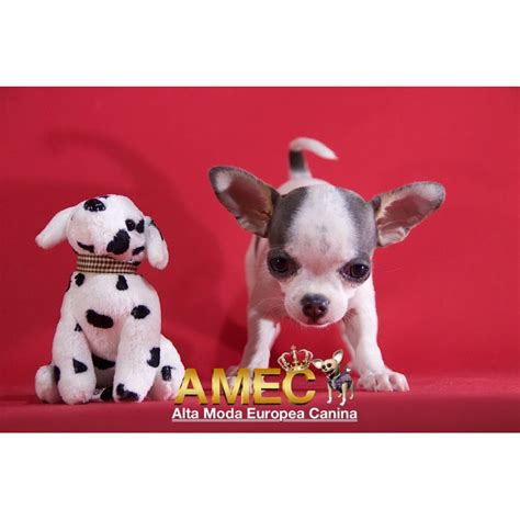 Mini Dalmata Y Cocker Alta Moda Europea Canina