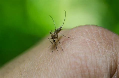 Fiebre amarilla dónde y por qué vacunarse