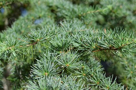 Detail Of A Needle Like Tree 6015931 Stock Photo At Vecteezy