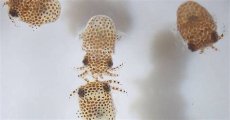 Why Is Nasa Bringing Dwarf Squid Into Space