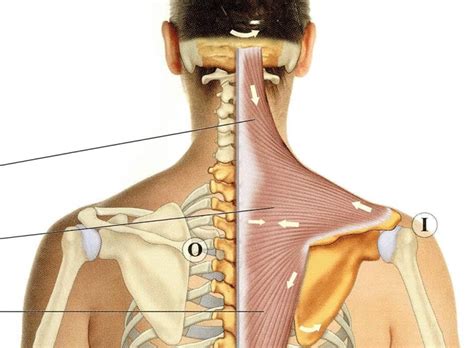 승모근 위치 기시정지 기능 스트레칭 방법 총정리 네이버 블로그