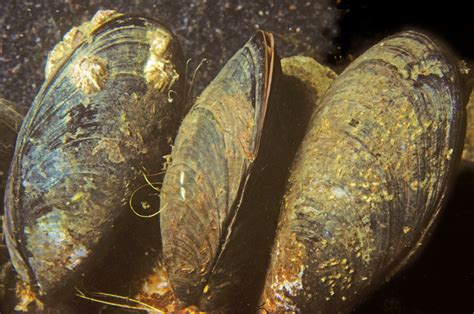 Adw Mytilus Edulis Information