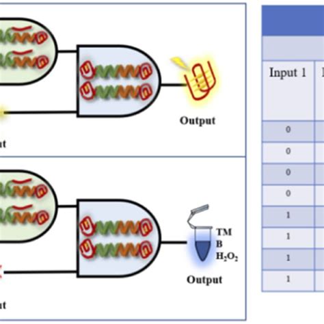 A A Schematic Diagram Of The Fluorescence Based And” Logic Gate B Download Scientific