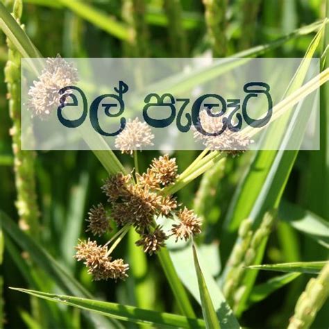 අපි වවමු වල් පැළෑටි වල පන් වර්ග හා පලල් පත්‍ර අරන්