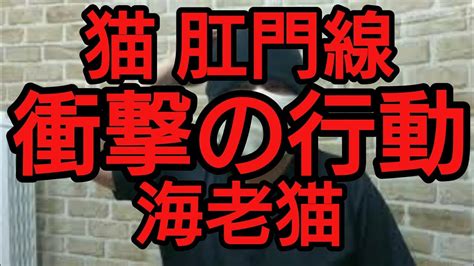 保護猫 肛門線 驚きの行動 絞り方 動物病院で獣医師に問う 体調報告等々 Vlog Youtube