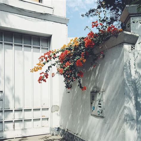 Bye Lima I Ll Miss Your Colors Lima Peru Fallcolors Flowers