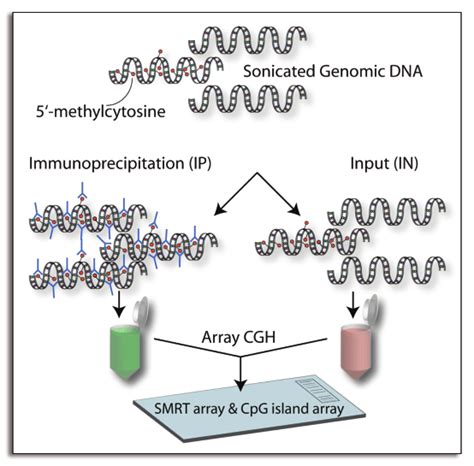 Medip Array Cgh Schema Genomic Dna Is Sonicated To A Size Range Of Download Scientific Diagram