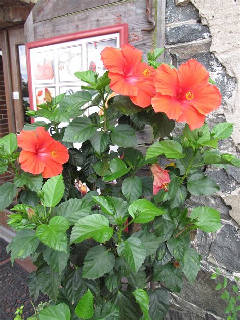 Growing Tropical Hibiscus What Grows There Hugh Conlon