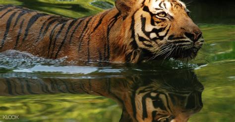 Zoo Negara National Zoo Of Malaysia Klook Malaysia