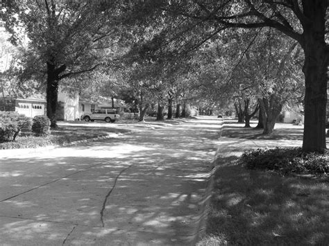 Tree Inventories Urban Forest Analytics